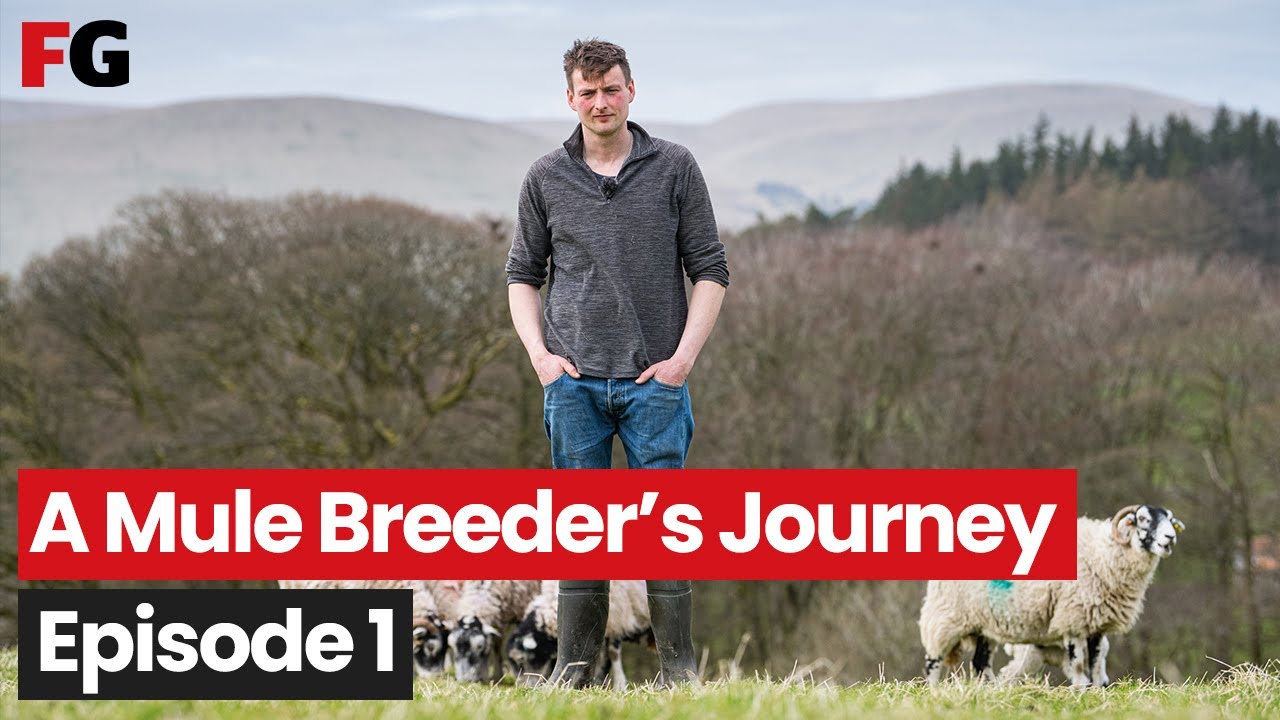 From Hill to Ring: A Mule Breeder’s Journey - Episode 1 - YouTube