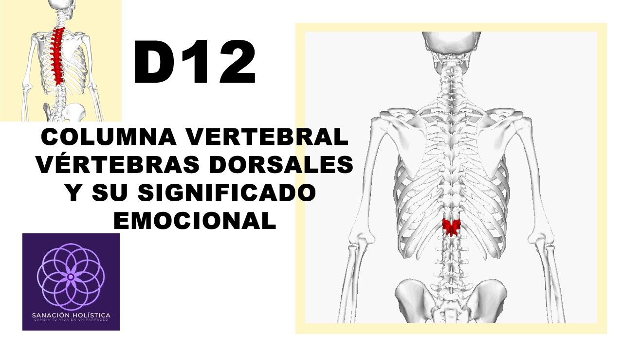 D12 - Vértebras dorsales o torácicas y su significado emocional - YouTube