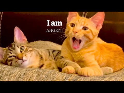 Angry Kitten | Funny Cat video | Funny Animals videos - YouTube