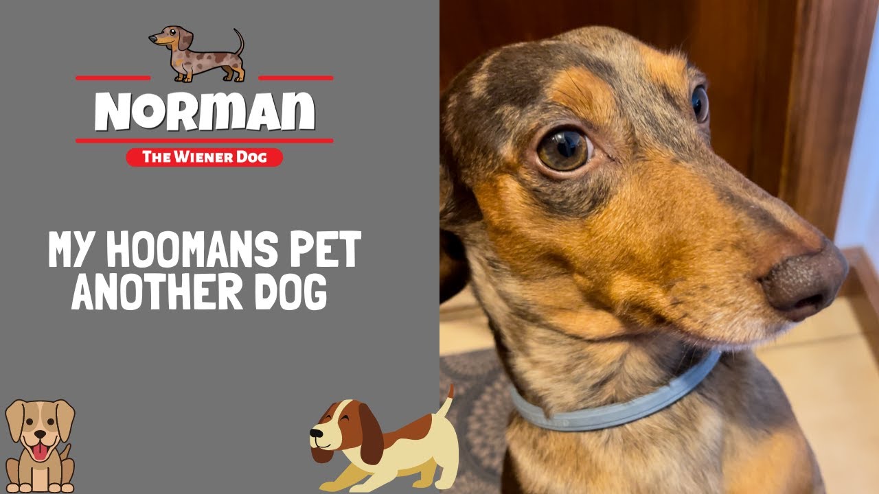 My Hoomans Pet Another Dog... 😱 - YouTube