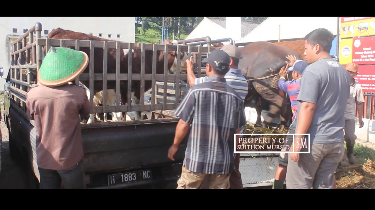 Lihat Gaya Loncat Sapi Dari Truk # 😥Proses Bongkar Muat Sapi Turun Dari ...