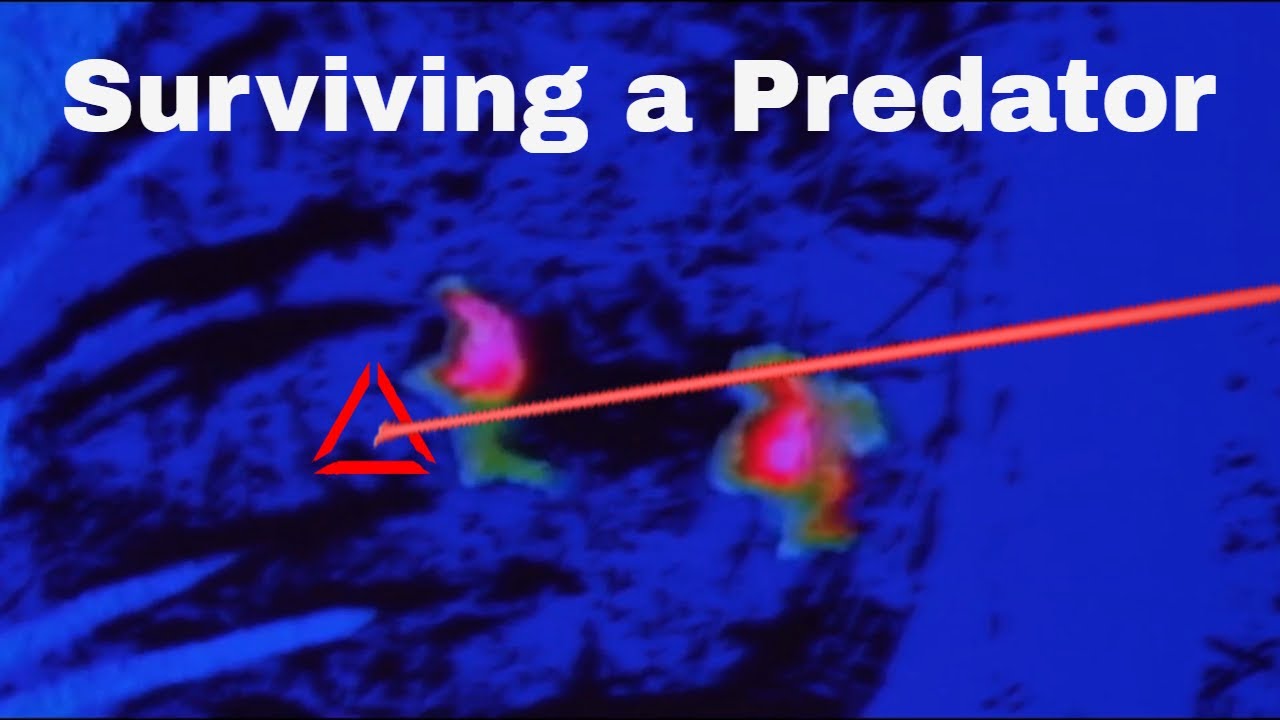 4 Ways to Try To Escape The Predator's Heat Vision! - YouTube