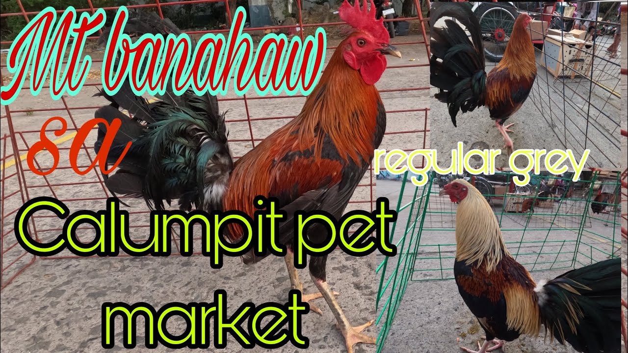 Mt banahaw, sa calumpit pet market ,regular grey. - YouTube