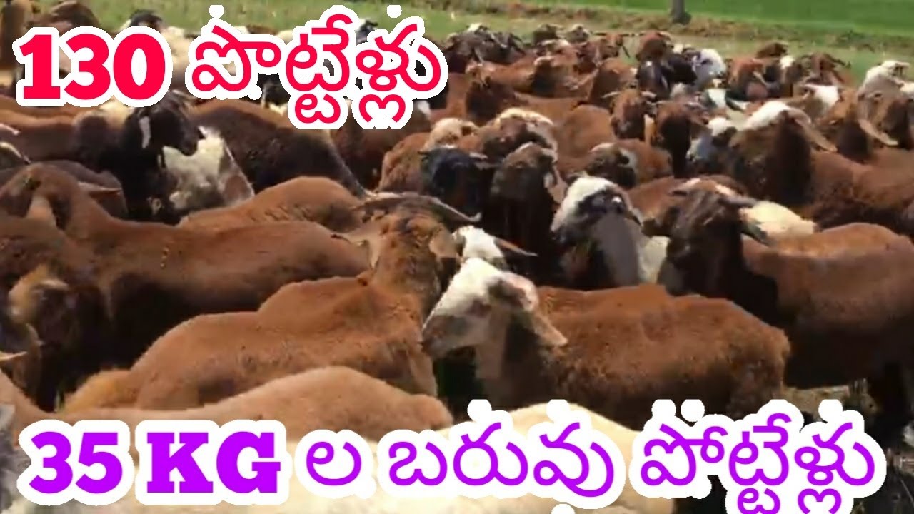 POTTELU sheep bakra available 96036 75509 TELANGAN - YouTube