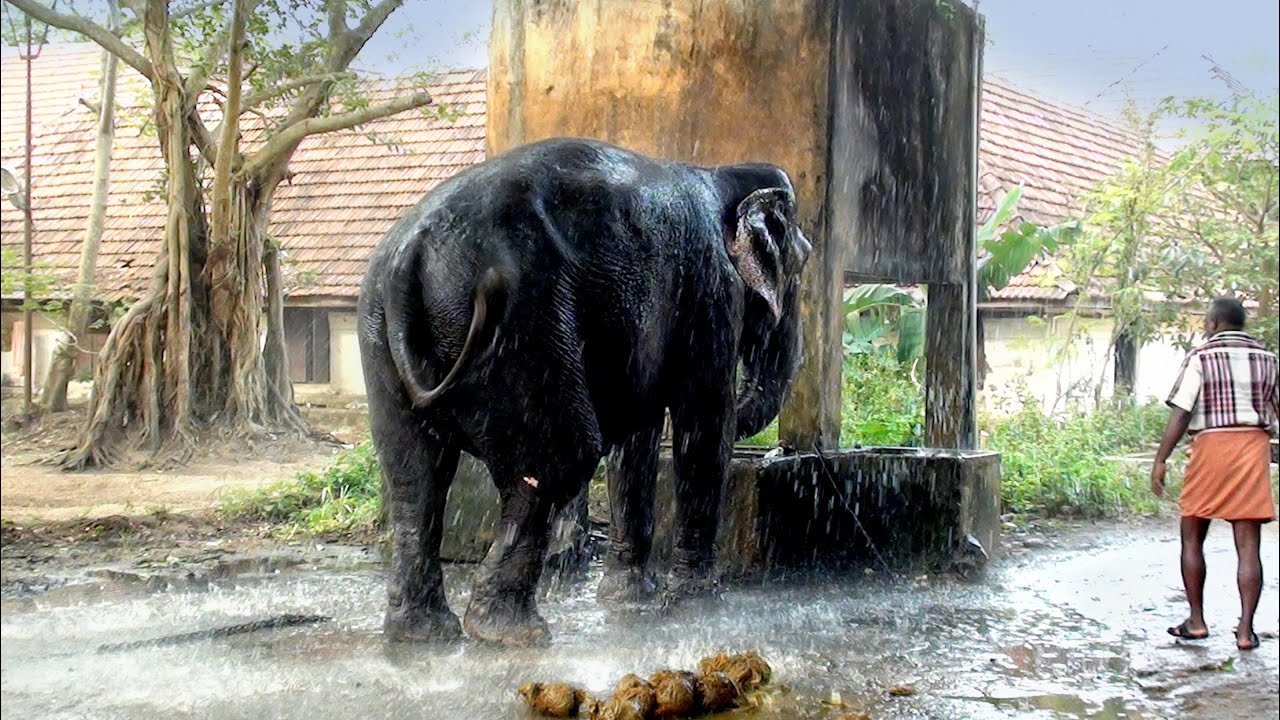 Punnathur Kotta - YouTube