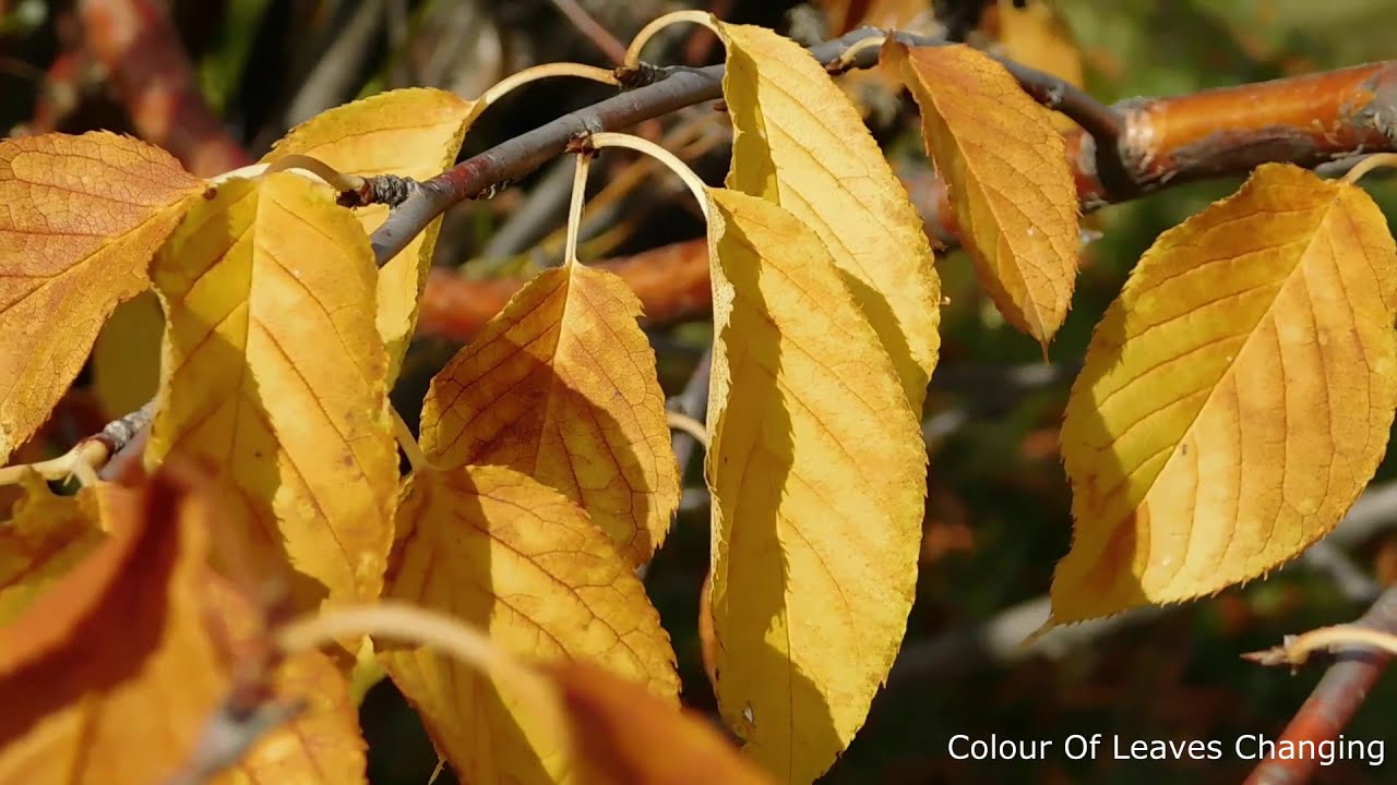 Autumn Leaves Falling From Tree | Beautiful Autumn Season Video - YouTube