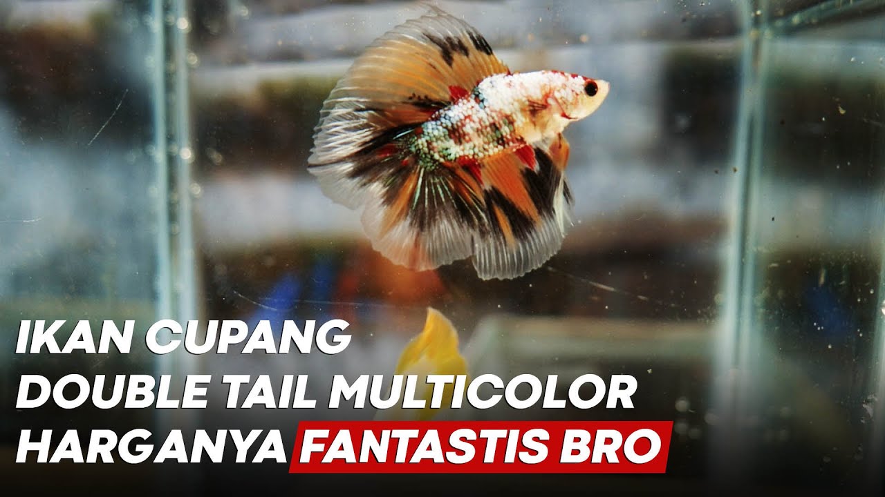 Ikan Cupang Double Tail Multicolor Harganya Selangit - YouTube