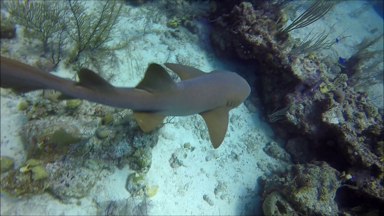 Nurse Shark Belize - YouTube
