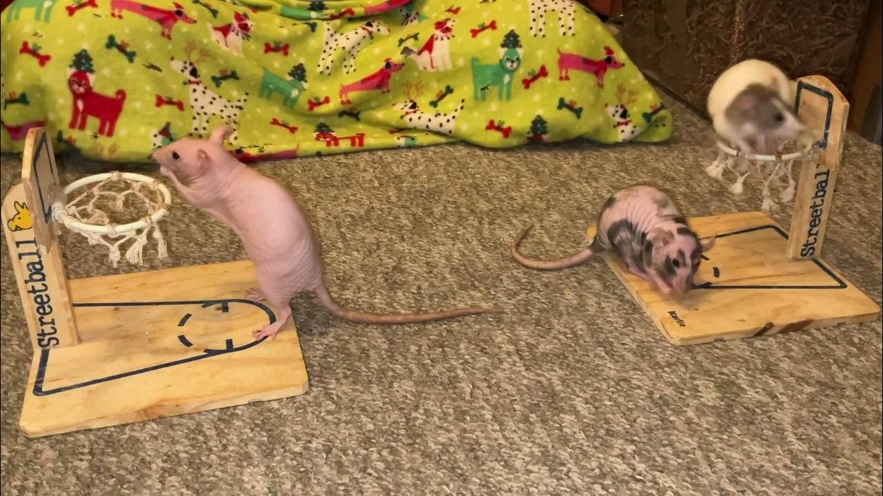 My smart pet rats Raisin and Tofu practicing vs basketball! - YouTube