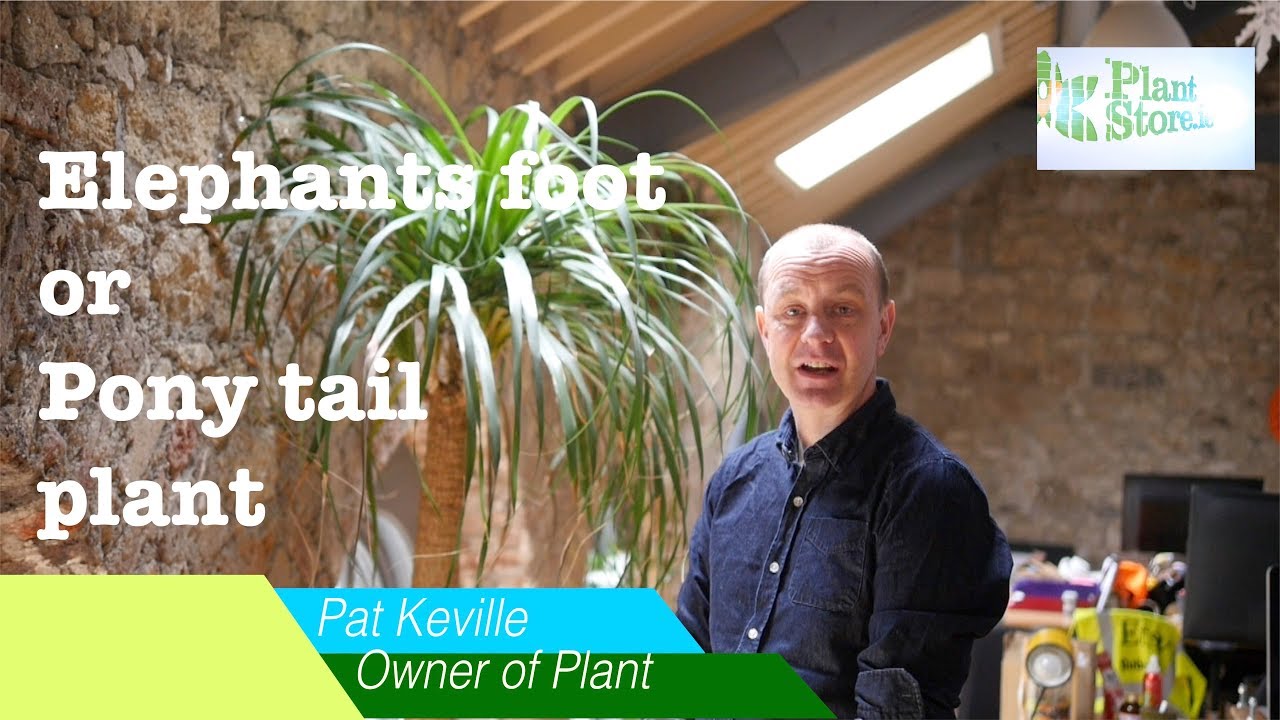Elephant plant, Pat Keville - YouTube