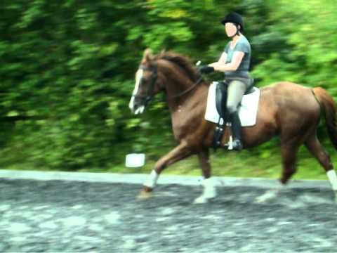 canter & simple change - YouTube