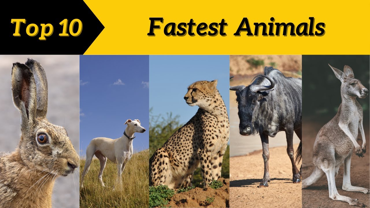 Top 10 Fastest Animals in the World @Top10Discoverist - YouTube