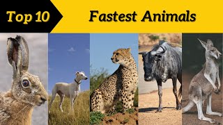 Top 10 Fastest Animals In The World Fastest Runners In The Animal ...