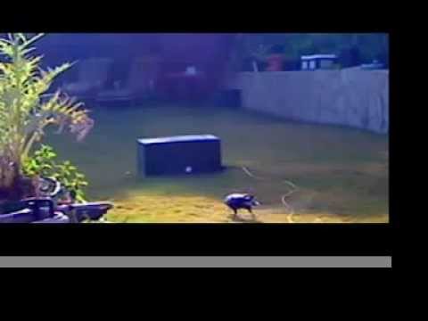 CROW VENDING MACHINE #2 By: Steve Joy - YouTube