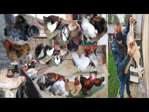 MUHTEŞEM SÜS TAVUKLARI  HABEŞ , ALTIN ZİBRİT , BRAKEL , CÜCE COCHİN , JAPONES VE FAZLASI