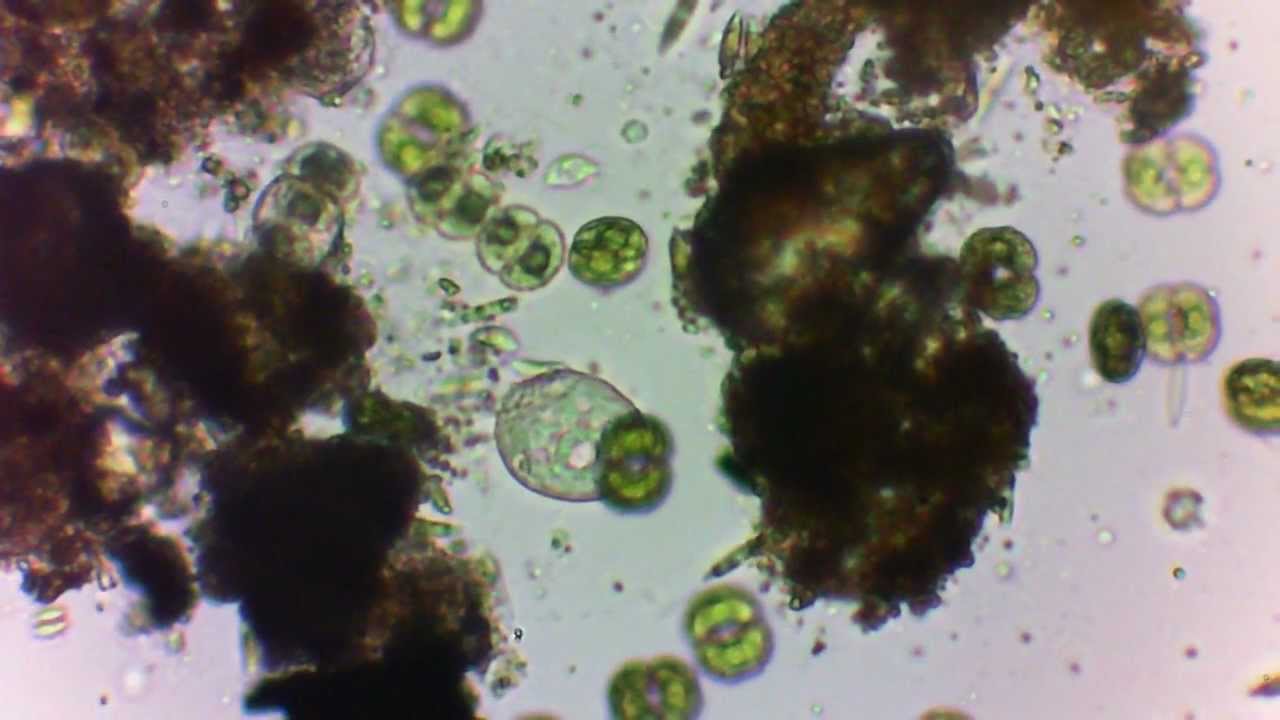 Life under a microscope - YouTube