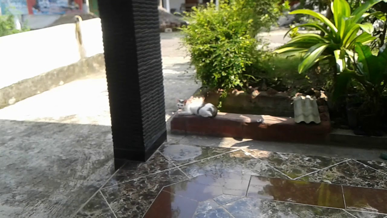 kucing bertarung dengan bayang bayang - YouTube