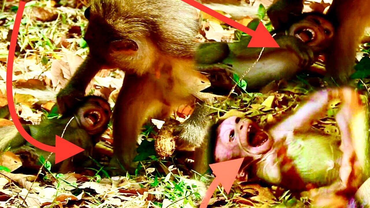 Why mother monkey reject milk to her baby? what baby wrong do with mama ...