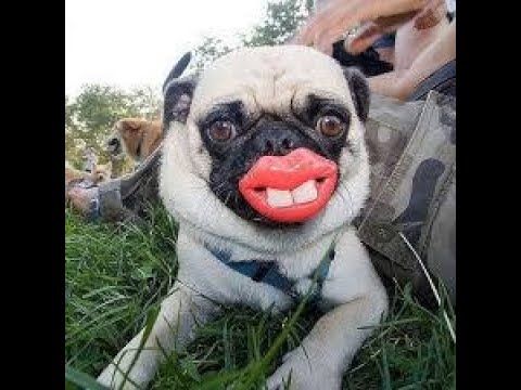 GÜLME KRİZİNE SOKACAK KOMİK HAYVAN VİDEOLARI