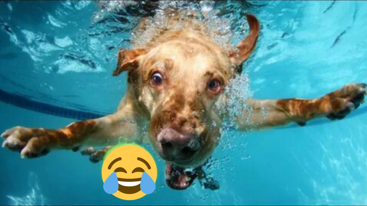 Look! Cute animals splashing in the water | funny splashing panda ...