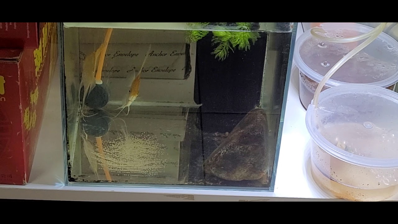 Angelfish Aquarium breading Tips 2021 - YouTube
