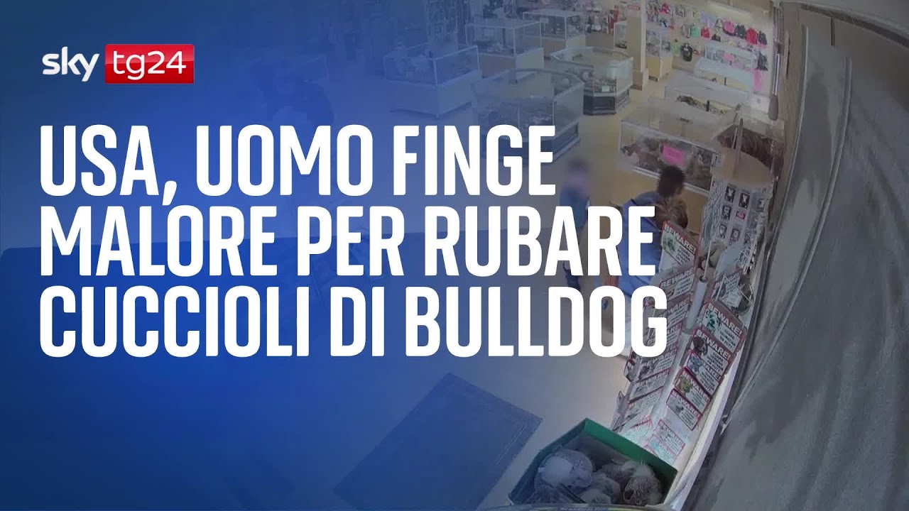 Usa, uomo finge malore per rubare cuccioli di bulldog - YouTube