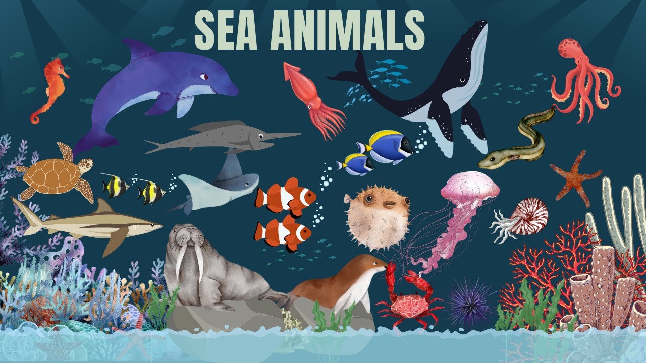 Sea Animals| Learn sea animals | Educational learning for kids - YouTube