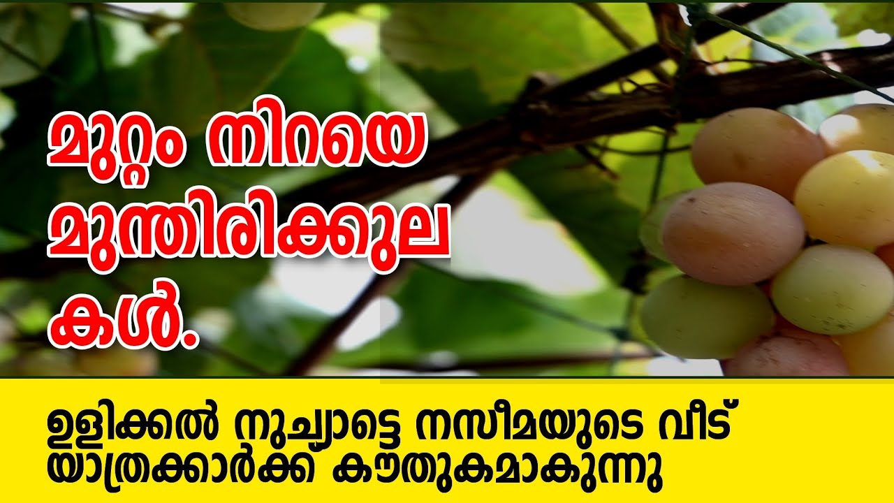 Ulikkal | Grape Story | മുറ്റം നിറയെ മുന്തിരിക്കുലകൾ, ഉളിക്ക ...