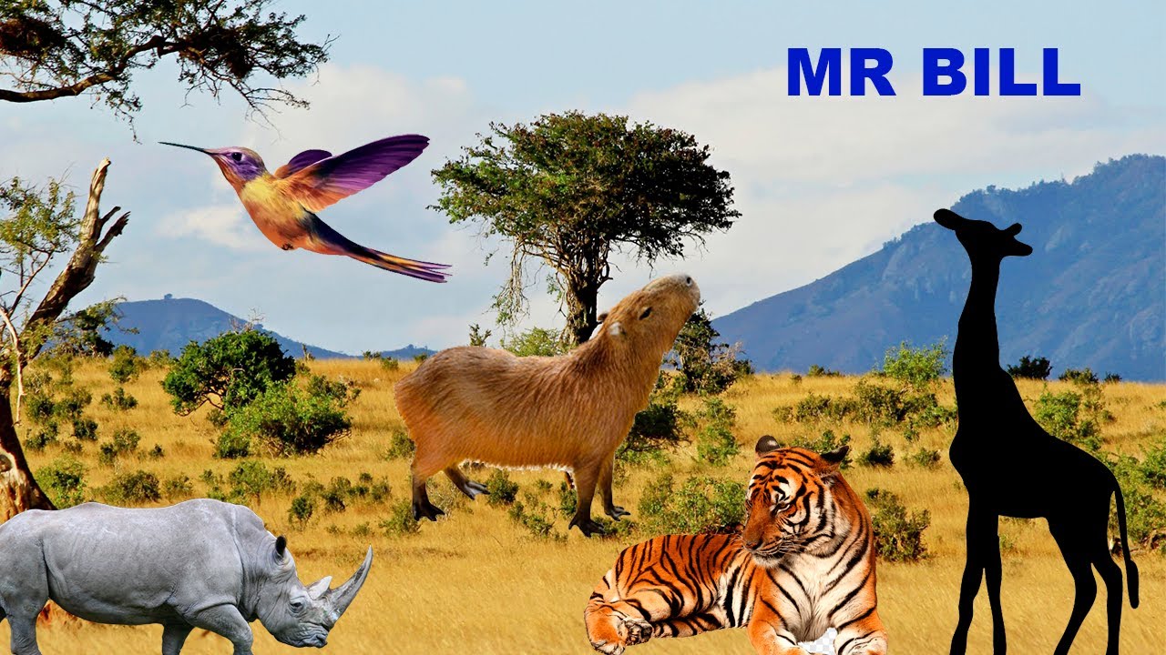 Wild Animal Sounds capybara, giraffe, rhino, seagull and others CUTE ...