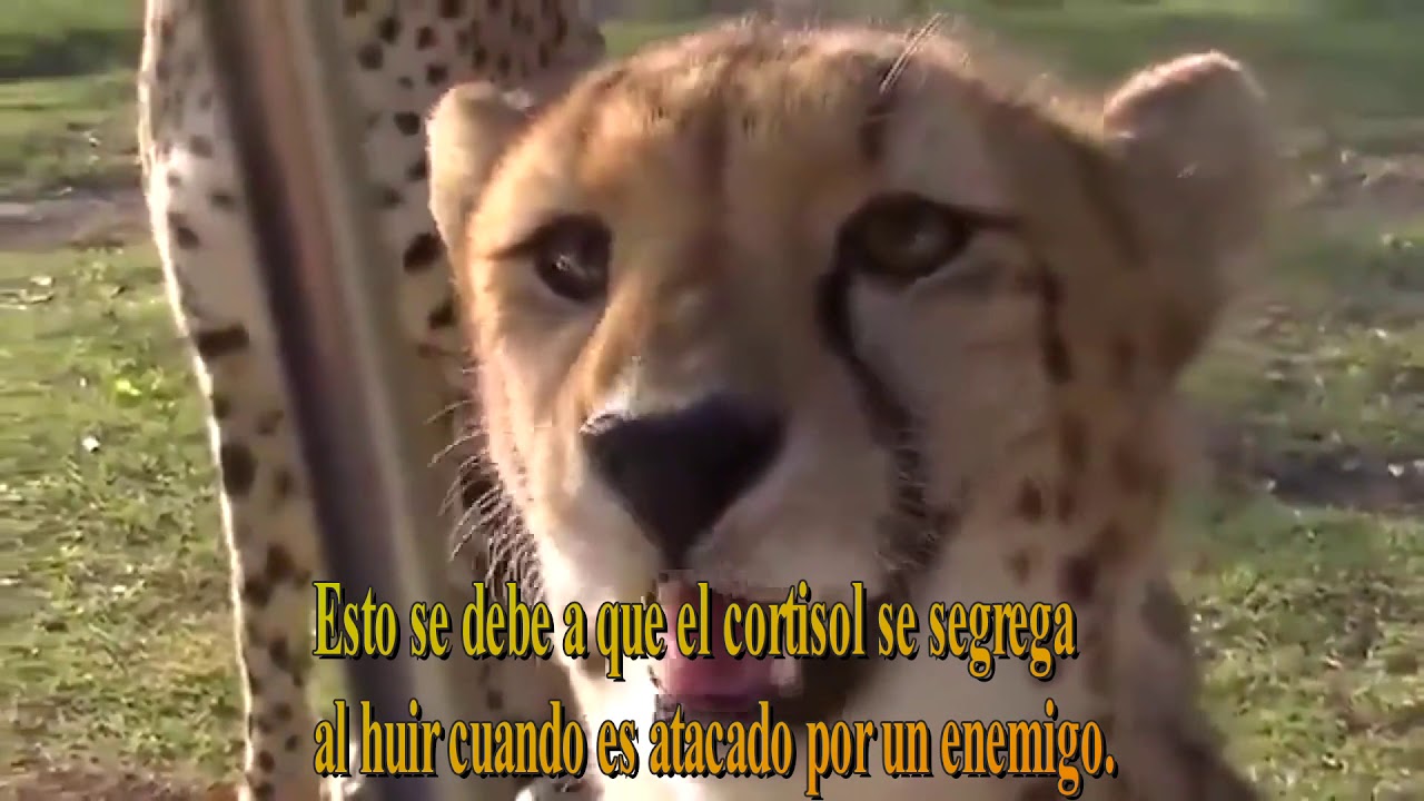 ¿Acostarse temprano y levantarse temprano es bueno para ti? - YouTube