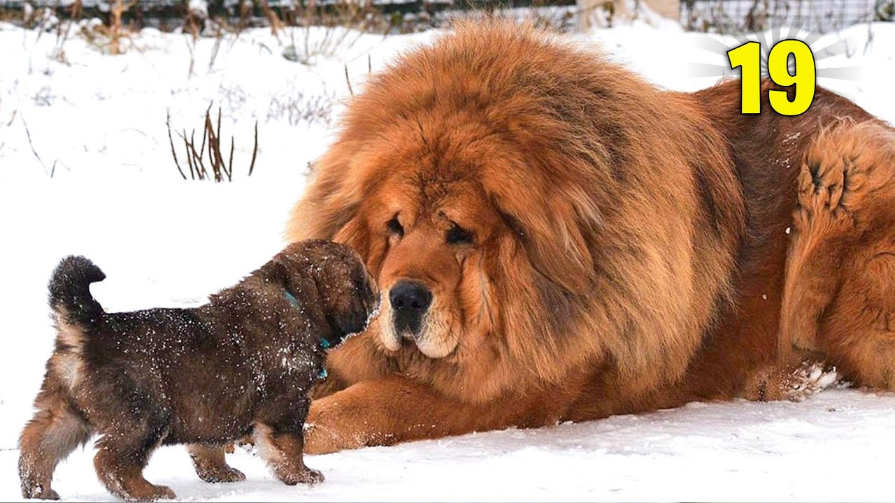 Tibetan Mastiff ran out of the yard / daily routine village life in ...