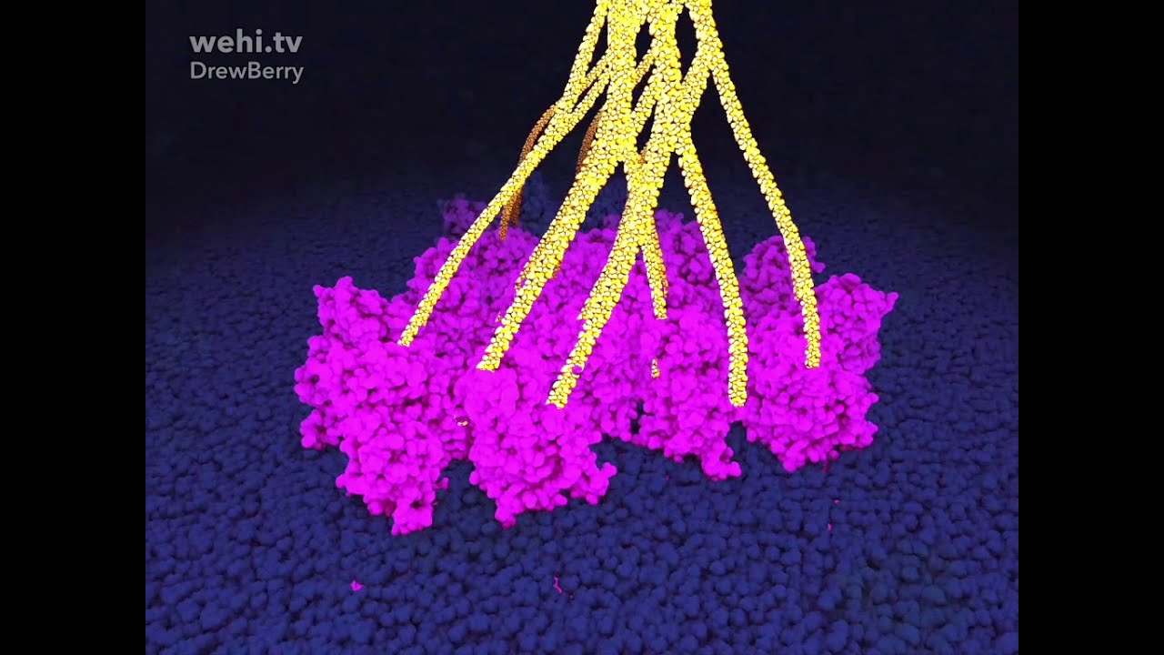 Cellulose synthesis by plant cells. Powers of ten zoom. - YouTube