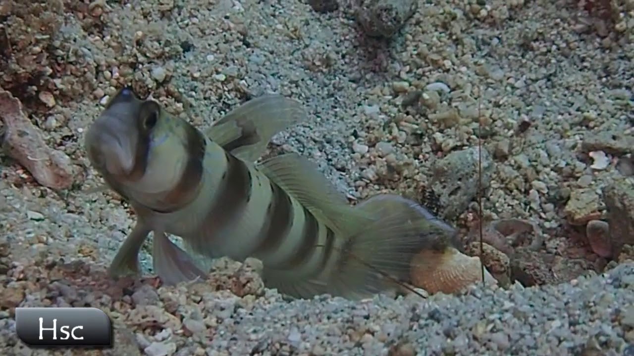 Arc fin shrimp goby angry dance - YouTube
