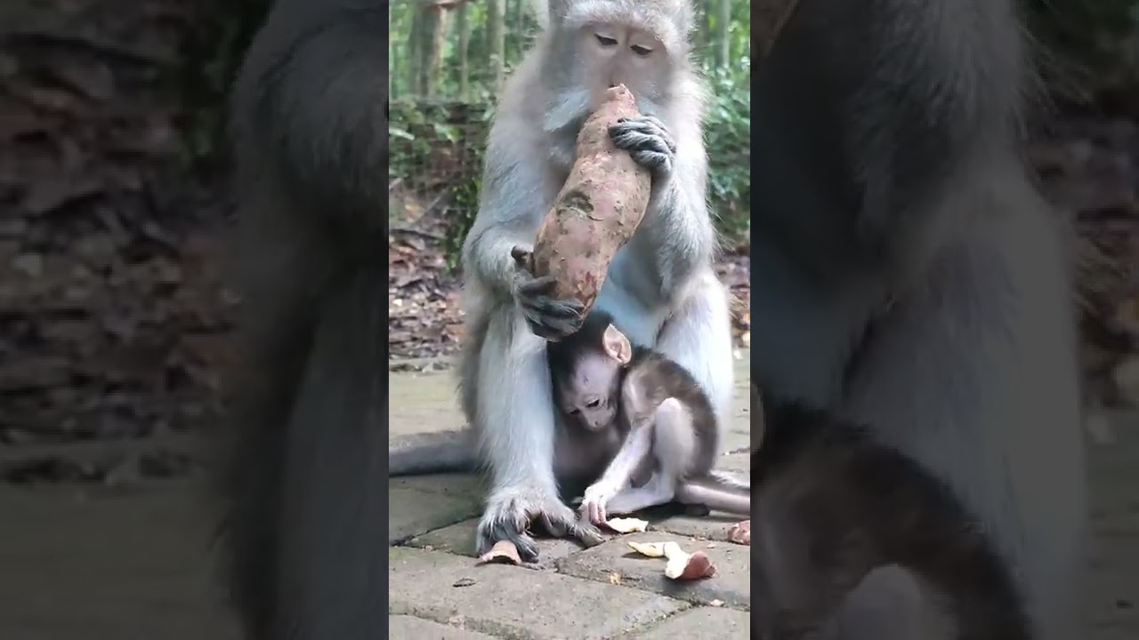 Bayi monyet lucu dan menggemaskan lagi makan [32] #TuabangMonkey - YouTube