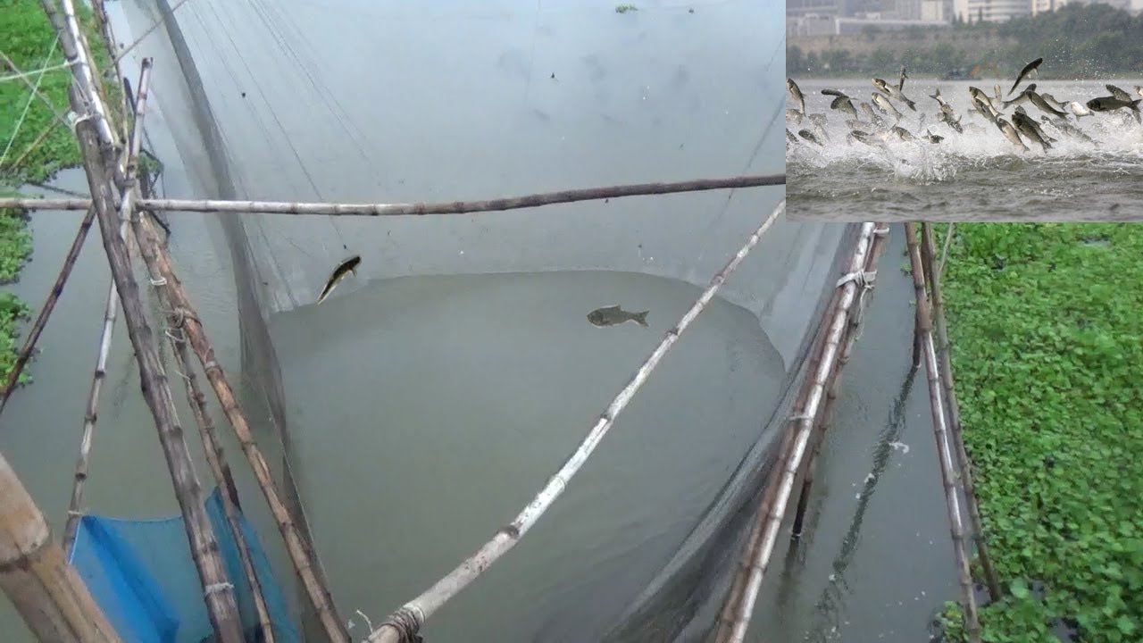 Net fishing by fix big net | watch how villagers fishing by big bamboo ...