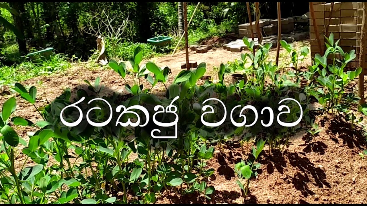 රටකජු වගාව - Rata kaju cultivation. - YouTube