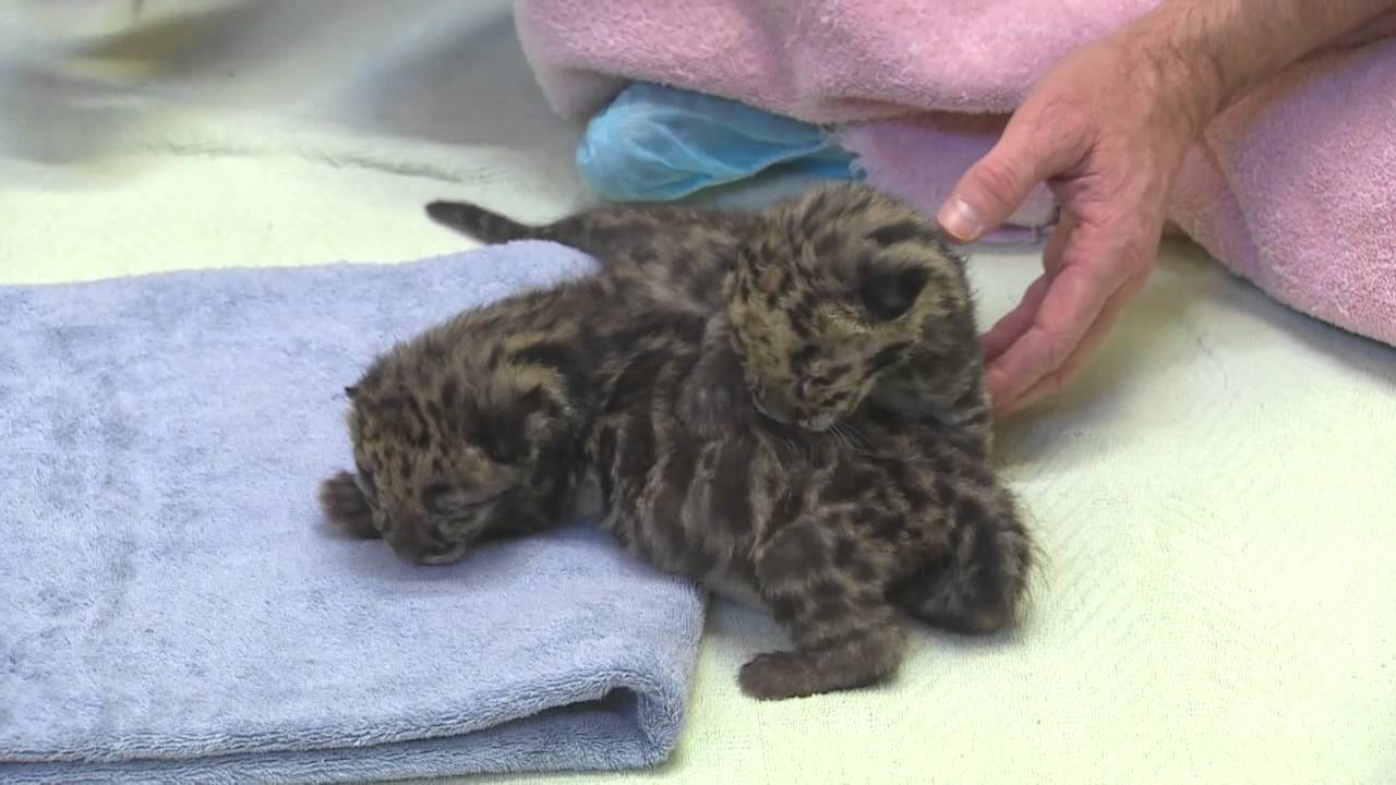 Newborn clouded leopard cubs make public debut at Point Defiance Zoo in ...