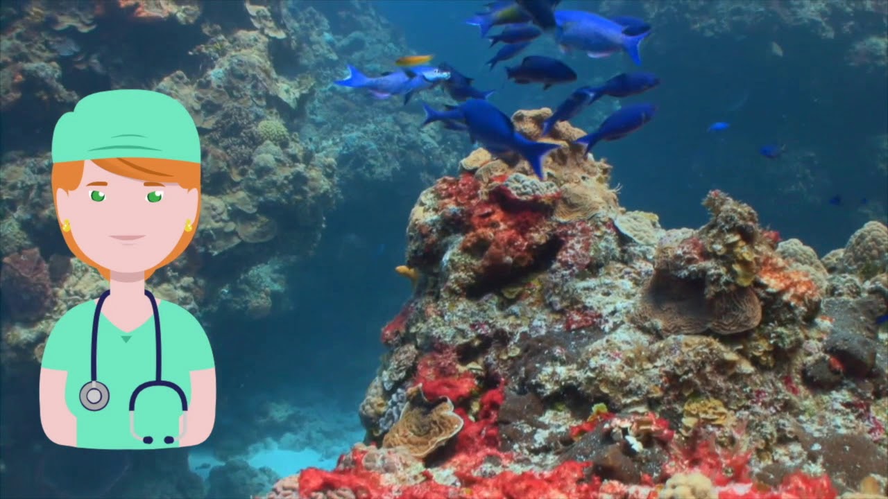 Coral Reef - YouTube