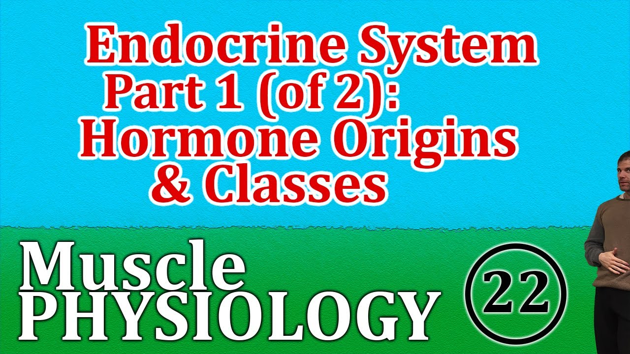 Endocrine System Part 1 (of 2): Hormone Origins and Classes - YouTube