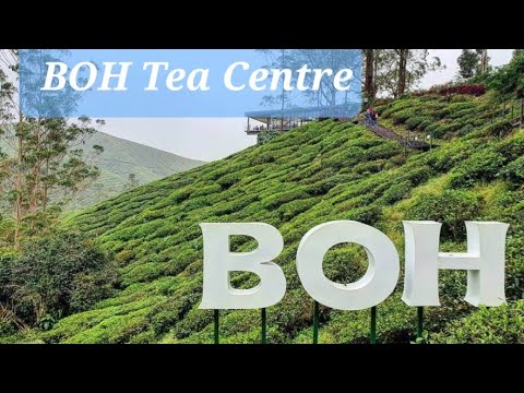 BOH Tea Centre, Cameron Highland.金马伦高原最大的茶园，美极了！#bohteacentre # ...