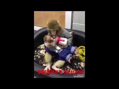 Şefkatli Anne Maymun Bebeğine Süt İçiriyor ! (insan gibi)