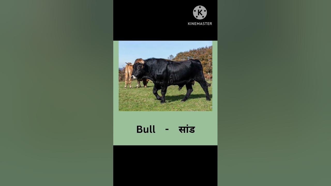 Pet Domestic Animals English And Marathi pet-domestic-animals-english-and-marathi