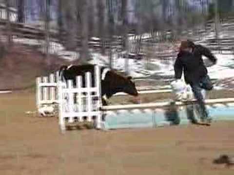 Jumping Cow - YouTube