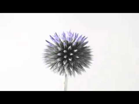 Echinops blue flower rotate  Time lapse (Gymnastics)