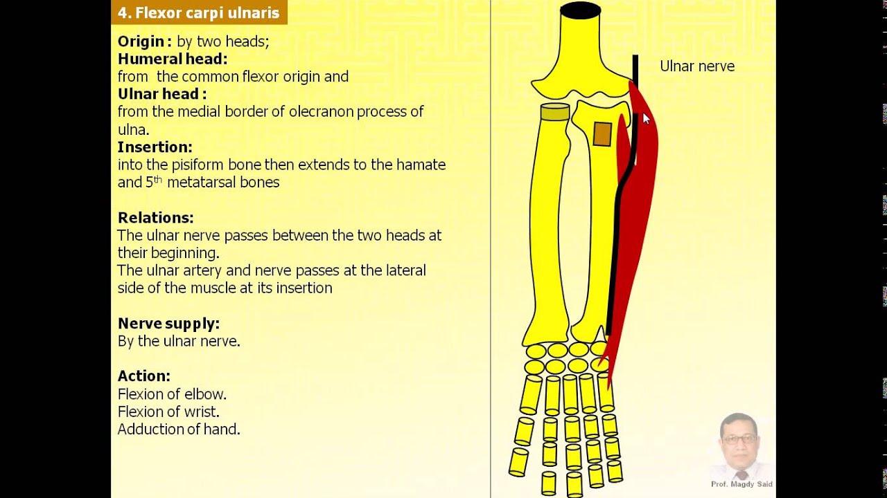 Magdy Said,Anatomy series,Upper limb,14- muscles of the front of ...
