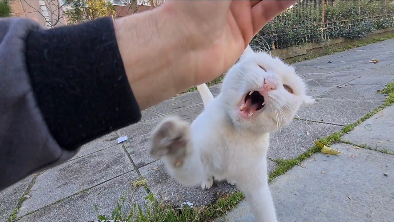 You may need armor and courage to touch the Angry White Cat. - YouTube
