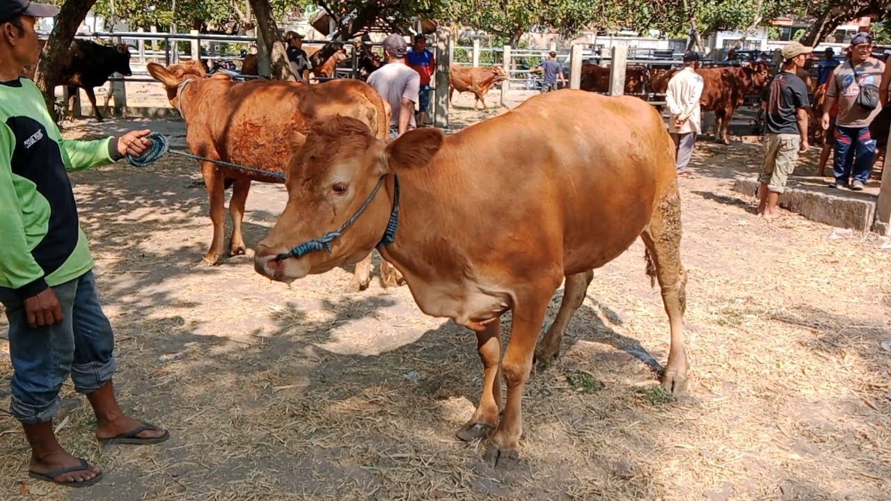 Harga terbaru‼️Pedetan betina 7 - 10 Juta Lebih Pasar sapi Gringging ...