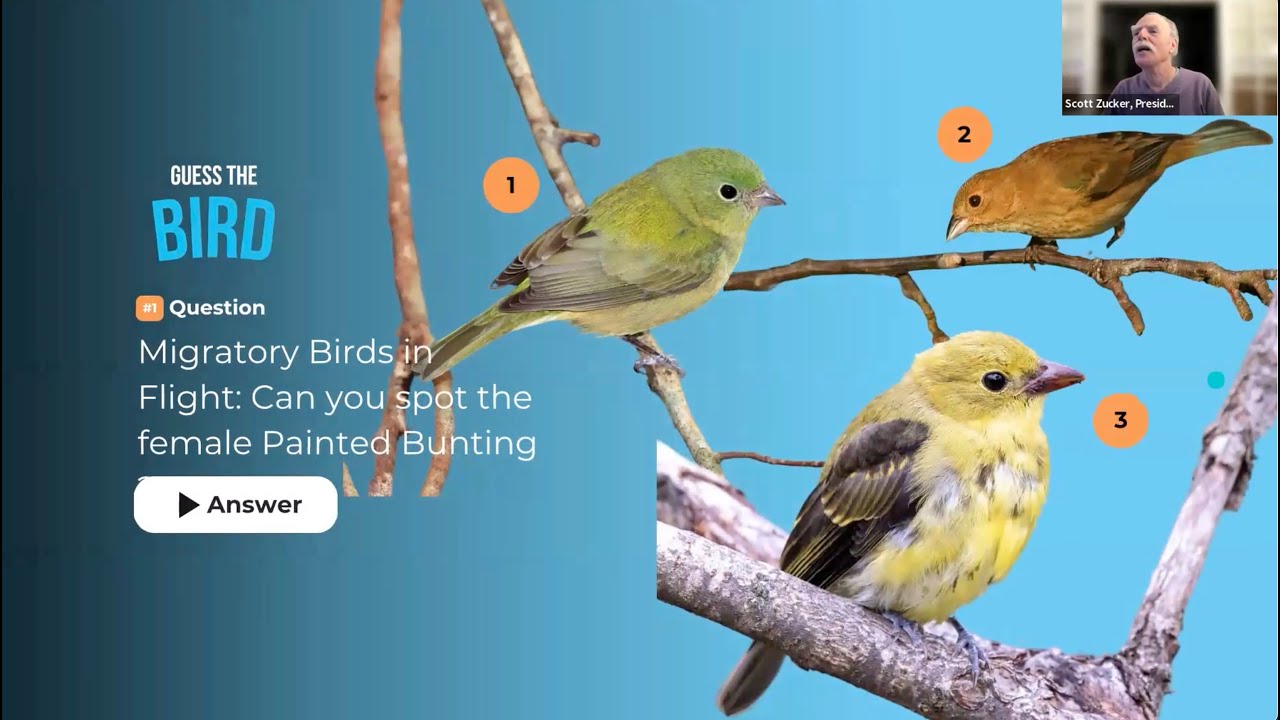 Audubon Everglades - Name That Bird for 11/12/24 - YouTube