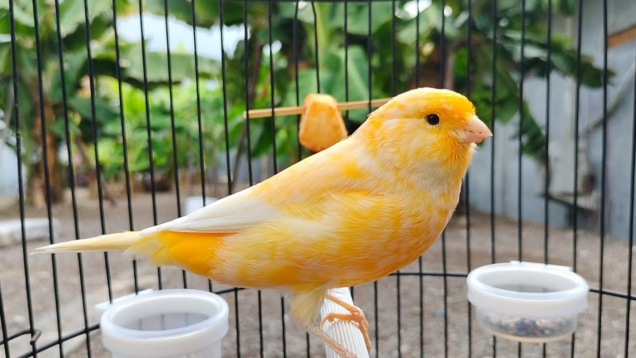 PROMO BESAR BESARAN KENARI MULAI SERI LOKAL SAMPAI IMPORT - YouTube