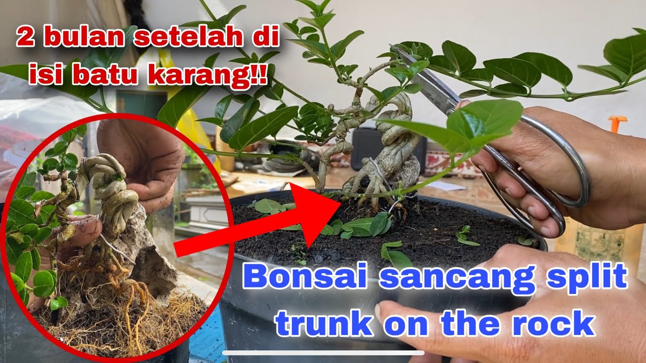 Proses bonsai sancang on the rock split trunk 🌲 - YouTube
